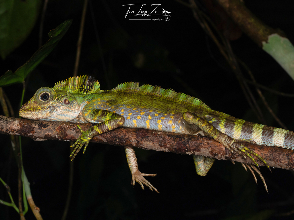 Malayan Crested Lizard from Semenyih, Selangor, Malaysia on June 16 ...