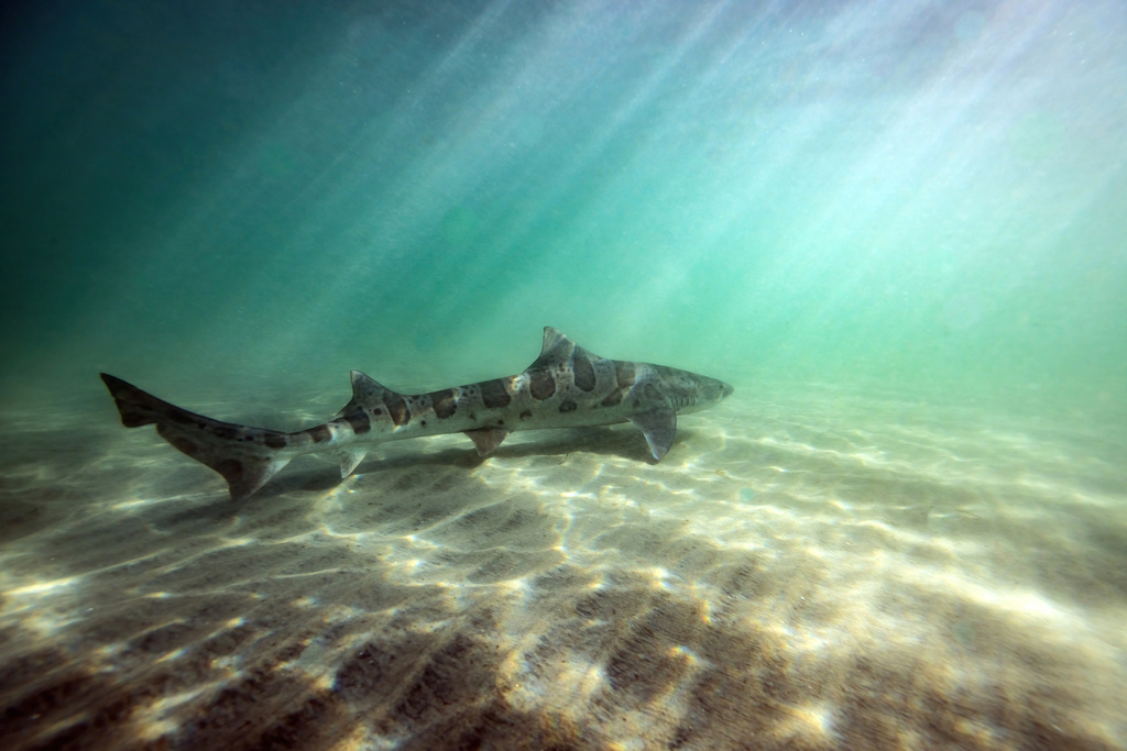 Leopard Shark from North Pacific Ocean, CA, US on September 20, 2023 at ...