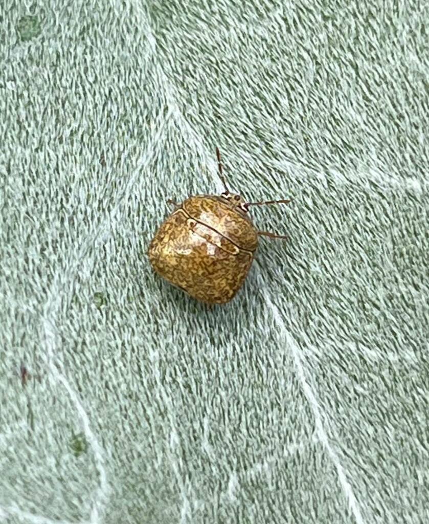 Kudzu Bug from Tancha, Onna, Kunigami District, Okinawa 904-0412, Japan ...