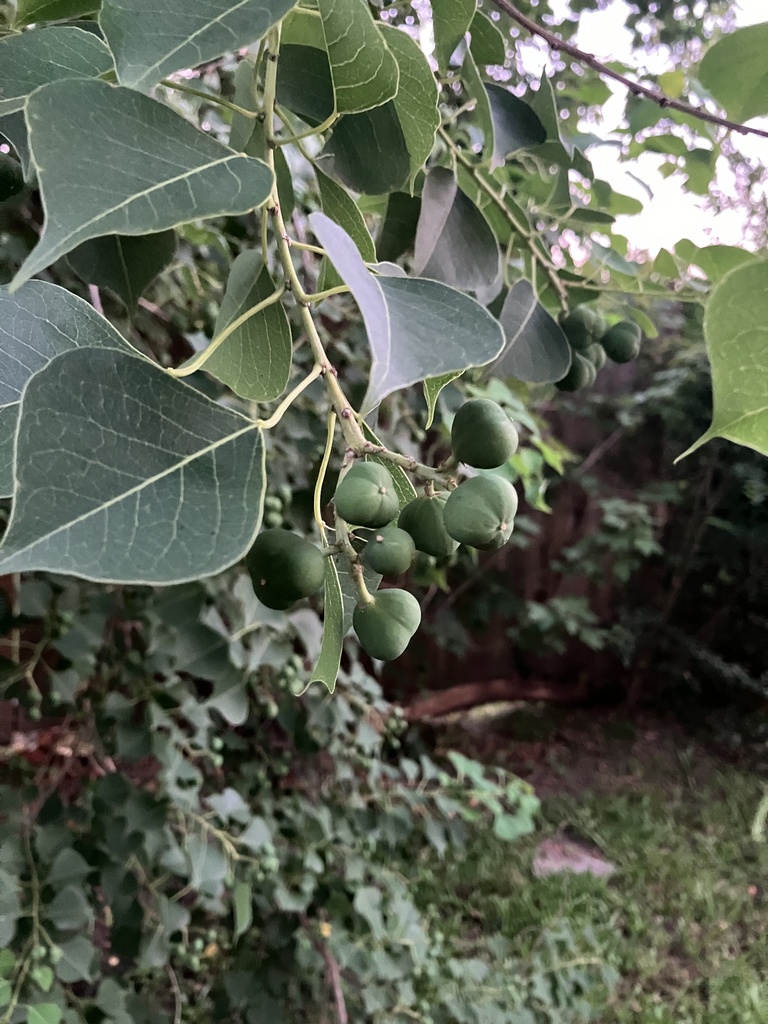 Chinese Tallow from Cherry St, Sulphur, LA, US on June 16, 2024 at 06: ...