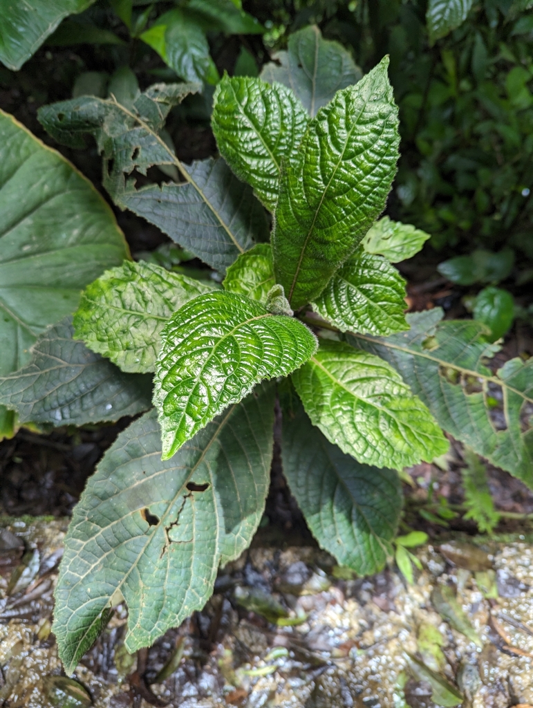 Trichanthera gigantea from Abejorral, Antioquia, Colombia on June 15 ...
