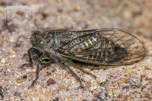 Greater Alpine Black Cicada (Maoricicada oromelaena) · iNaturalist