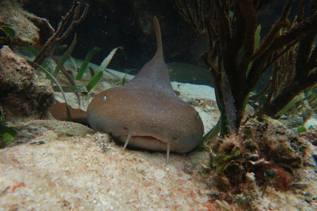 Nurse Shark from Arrecifes de Puerto Morelos, Q. Roo on June 14, 2024 ...