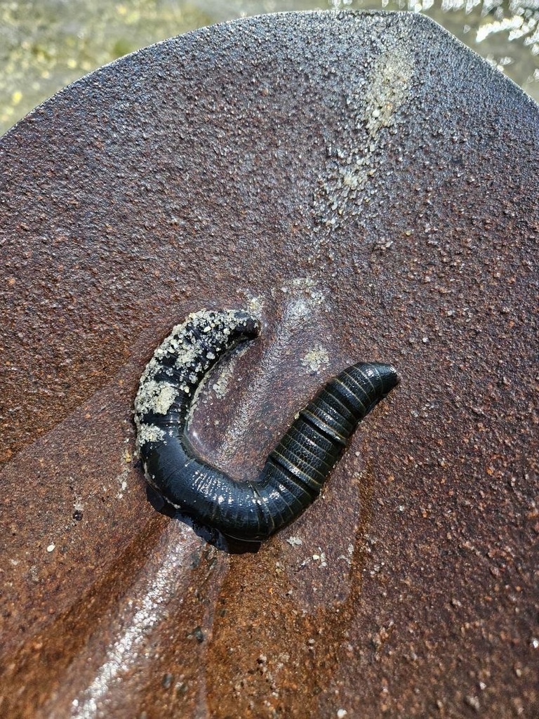 Blow Lugworm from Martha's Vineyard, Edgartown, MA, US on June 17, 2024 ...