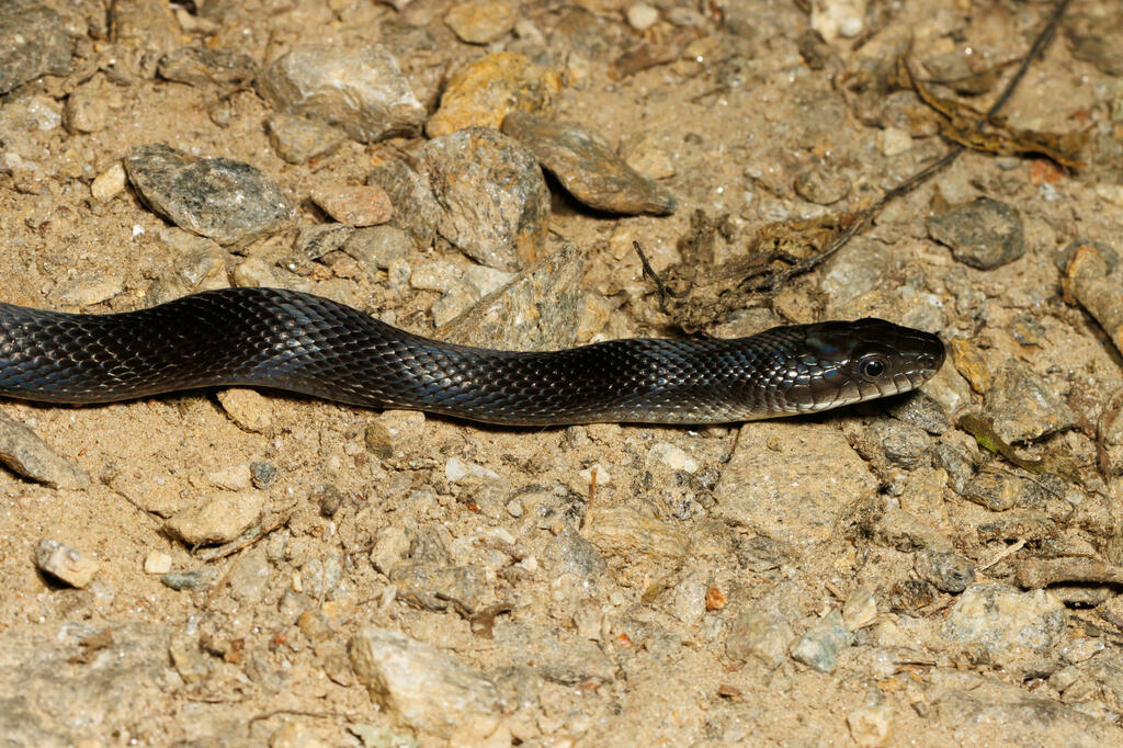 Eastern/Gray Ratsnake Complex from Buncombe County, US-NC, US on June 7 ...