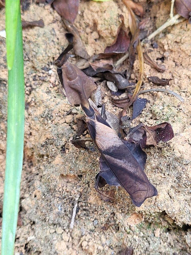 Common Ghost Mantis from Andasibe, Madagascar on November 13, 2023 at ...