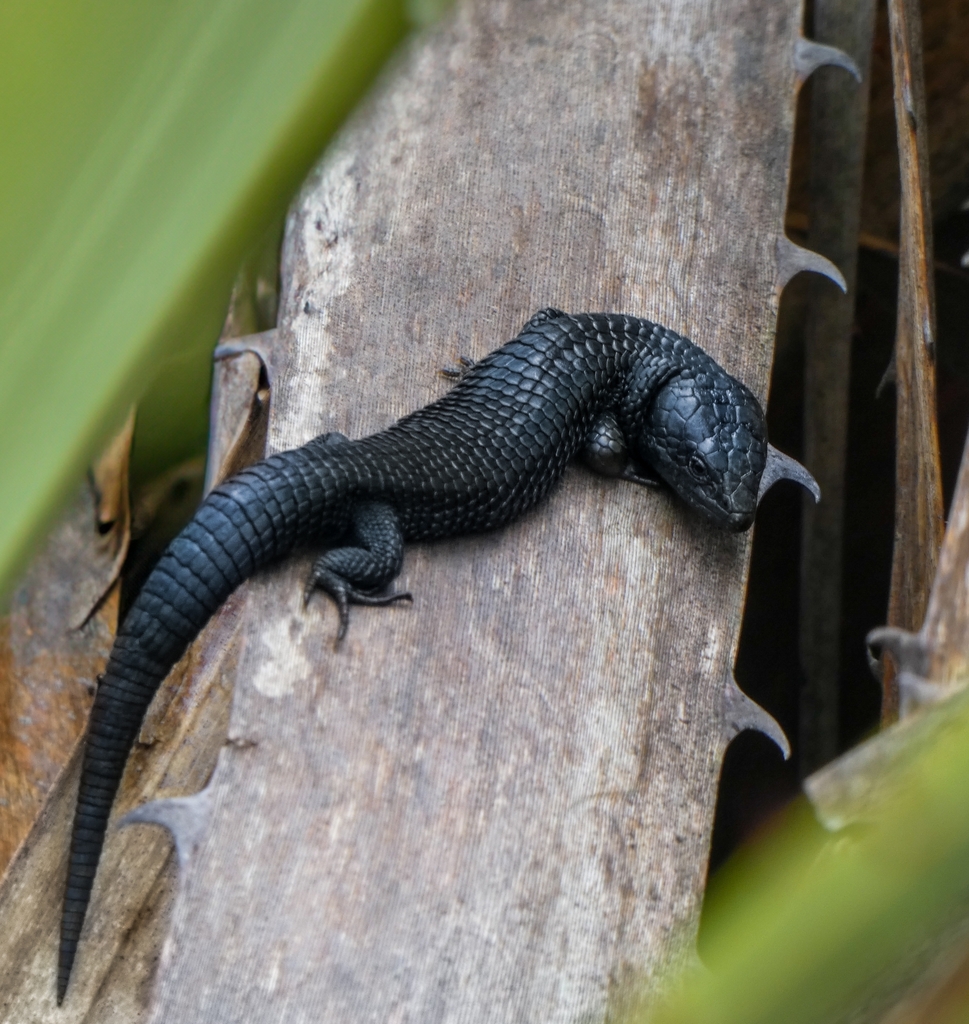 Bogotá Anadia in June 2024 by Felipe Arizabaleta · iNaturalist