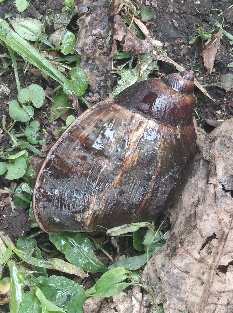 Common Land Snails and Slugs in June 2024 by Catalina Infante · iNaturalist