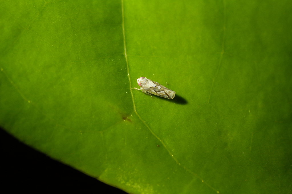 Zig-zag Winged Rice Leafhopper in June 2024 by Panda Yang · iNaturalist