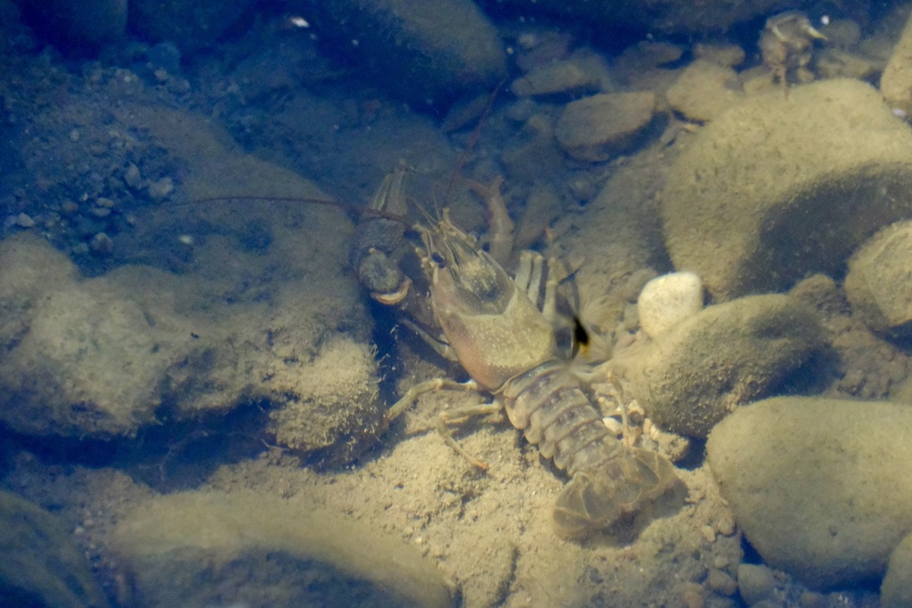 Rusty × Northern Clearwater Crayfish from Rouge, Scarborough, ON ...