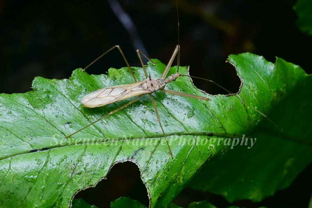 Epidaus insularis from 中国海南省五指山市 on June 9, 2024 at 09:09 PM by Kaniska ...