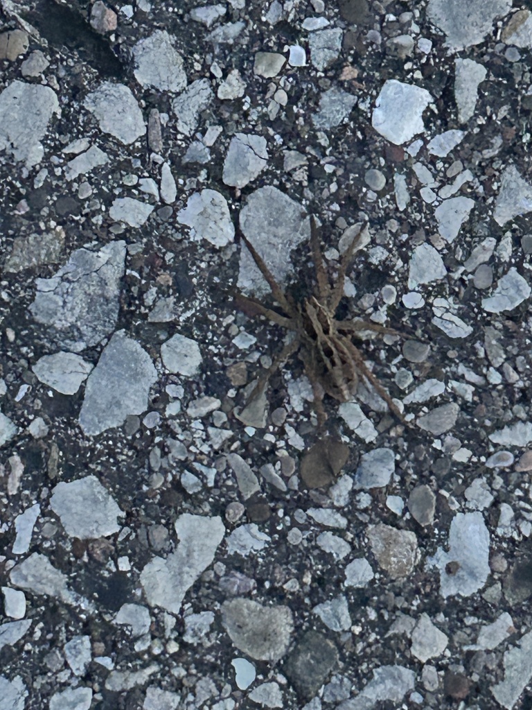 lance wolf spider from Millbrook Ln, Loveland, OH, US on June 17, 2024 ...