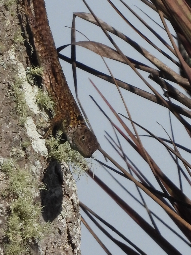 Neotropical Ground Lizards from pitalito , vereda la estrella Huila ...