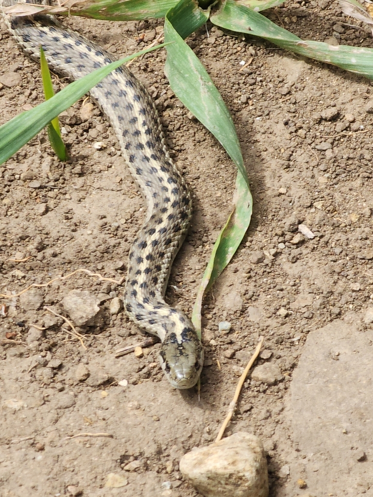 Western Terrestrial Garter Snake from Livingston, MT 59047, USA on June ...