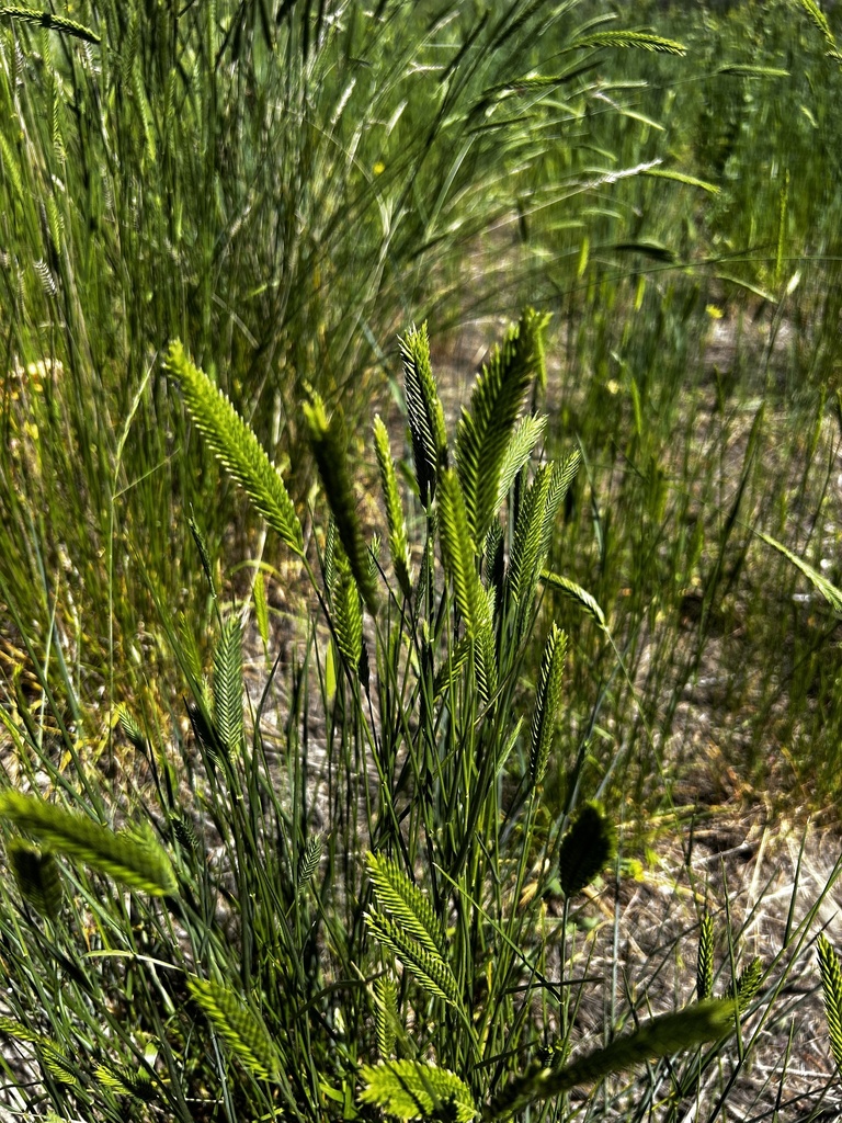 Crested Wheatgrass from Prairie Rose Dr, Kamloops, BC, CA on June 8 ...