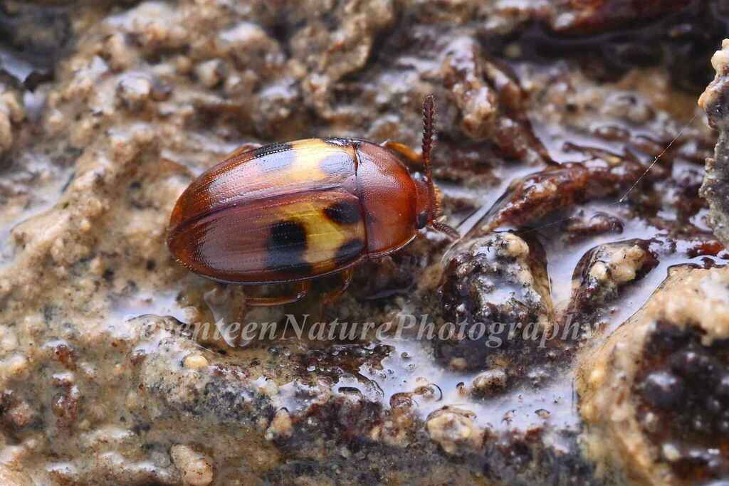 Diaperinae from 中国海南省五指山市 on June 09, 2024 at 09:45 PM by Shi Qi ...