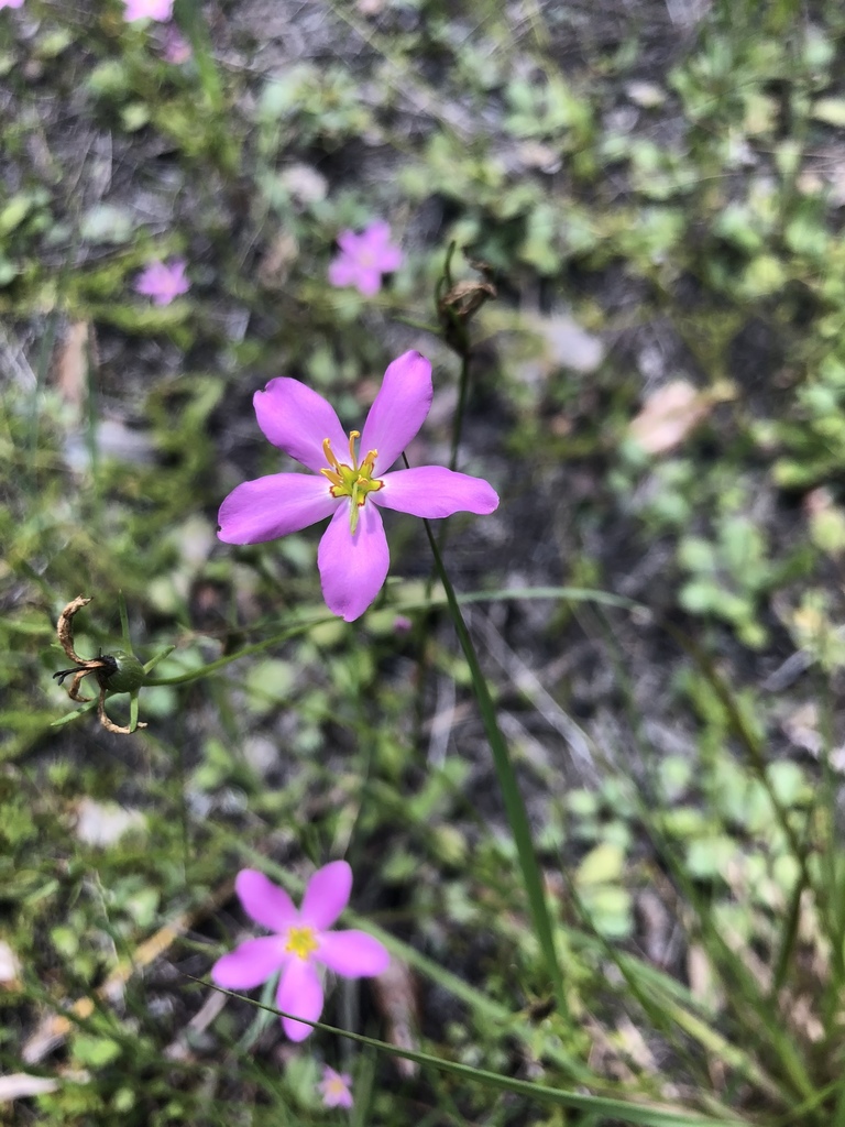 marsh pink from Florida Gulf Coast University, Fort Myers, FL, US on ...