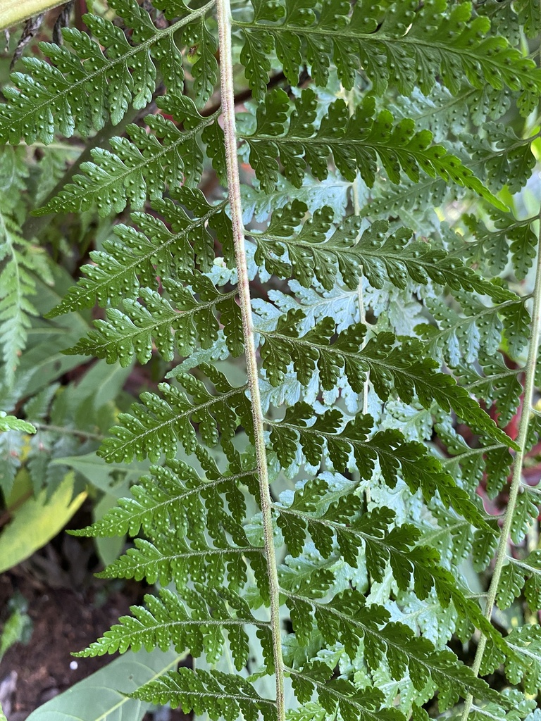 limpleaf fern from Malagos, Davao City, Davao del Sur, Philippines on ...