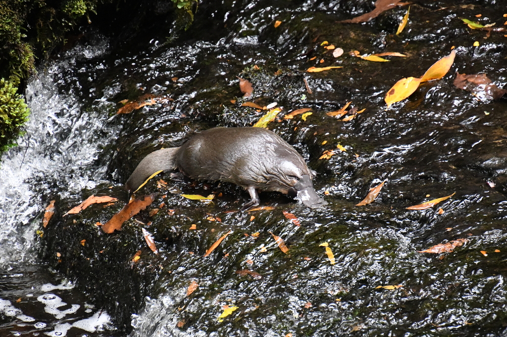 Platypus from Mount Field TAS 7140, Australia on April 25, 2024 at 01: ...