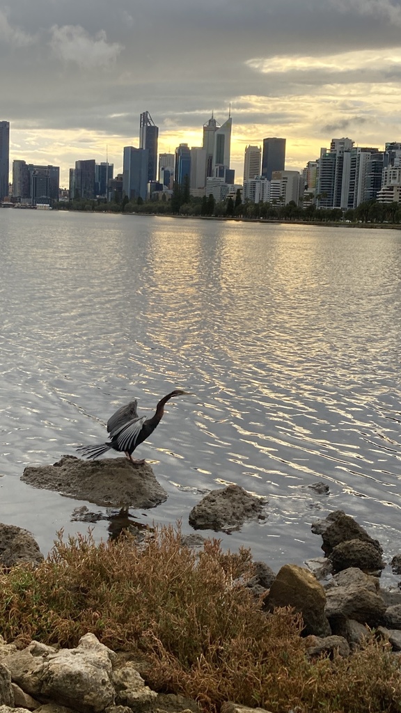 Australasian Darter from Heirisson Island, East Perth, WA, AU on June ...