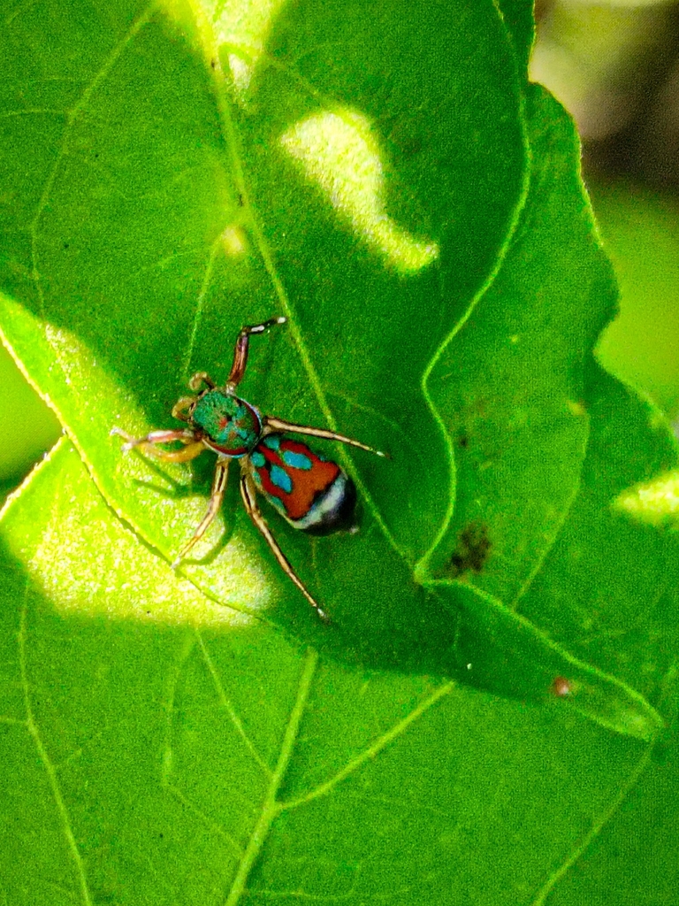 Jade Jumping Spider from Kemajuan Tanah (Felda) Inas Utara & Selatan ...