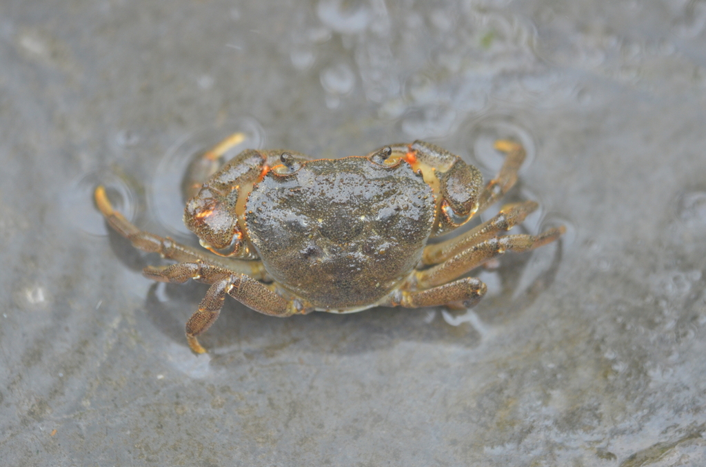 Longpotamon shensiense from Yangling District, Xianyang, Shaanxi, China ...