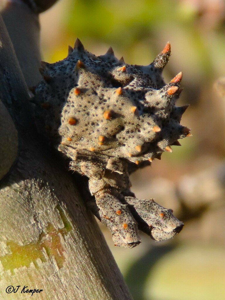 Hedgehog Spiders from Karas Region, Namibia on June 18, 2024 at 08:57 ...
