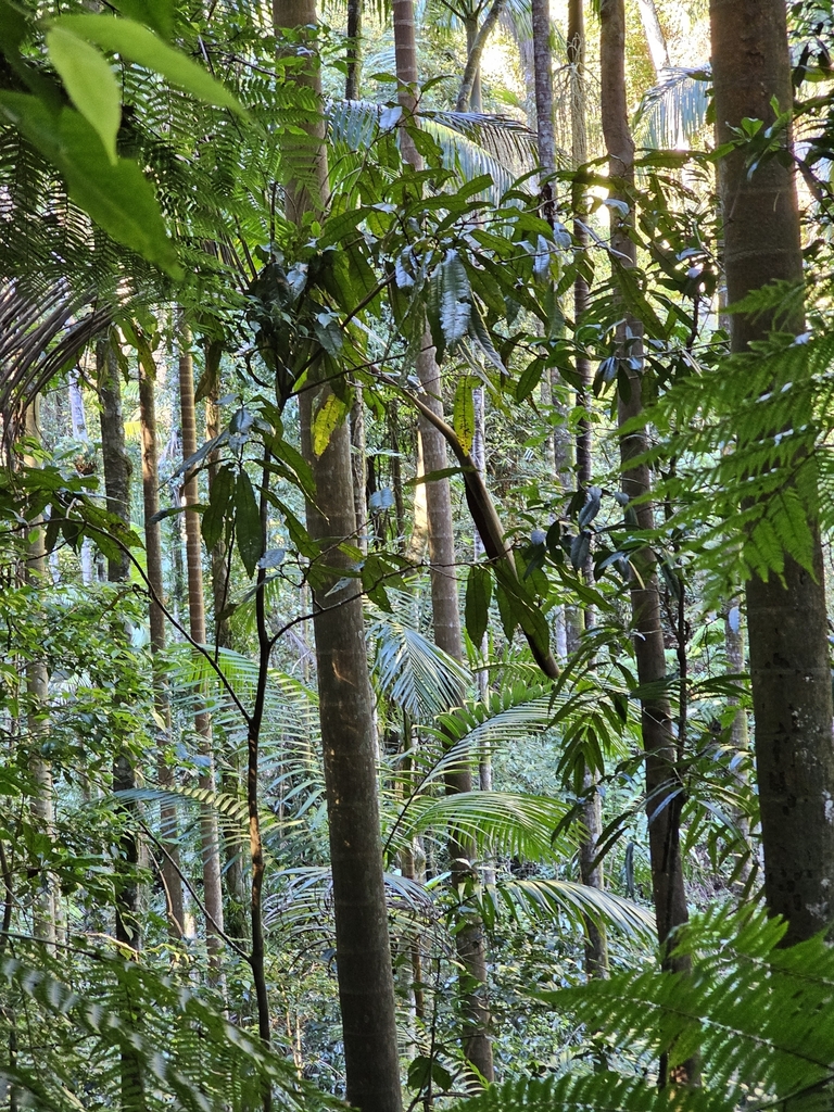 rusty helicia from Nimbin NSW 2480, Australia on June 18, 2024 at 12:19 ...