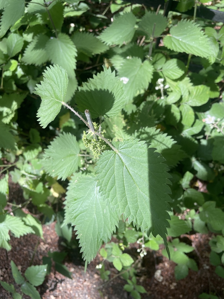 great stinging nettle from Richmond Park, Richmond, England, GB on June ...