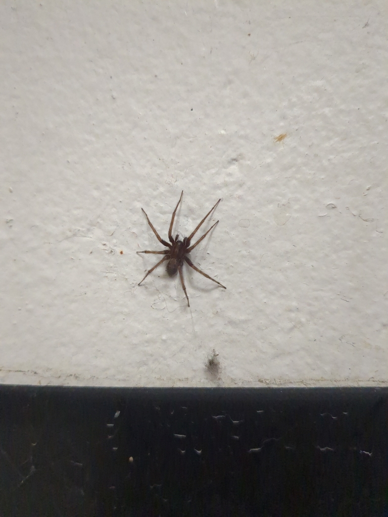 Spiders from Cedar Grove, NJ 07009, USA on June 18, 2024 at 07:37 AM by ...