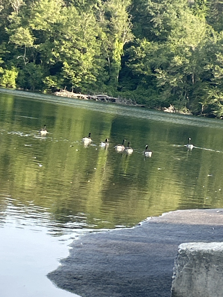 Canada Goose from Prettyboy Reservoir, Parkton, MD, US on June 18, 2024 ...