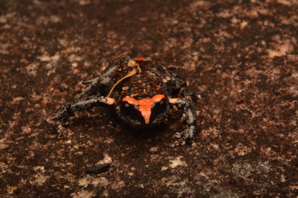 Red-crowned Toadlet from Warumbul NSW, Australia on June 18, 2024 at 01 ...
