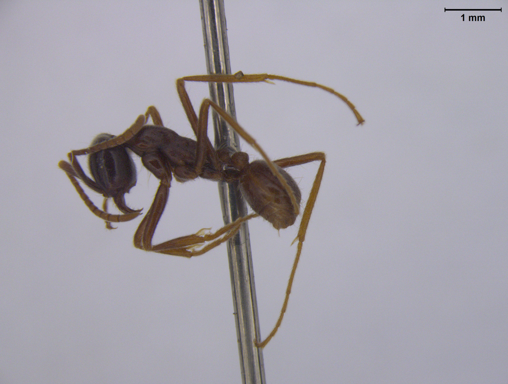 Labidus praedator from Cotia - State of São Paulo, Brazil on February ...