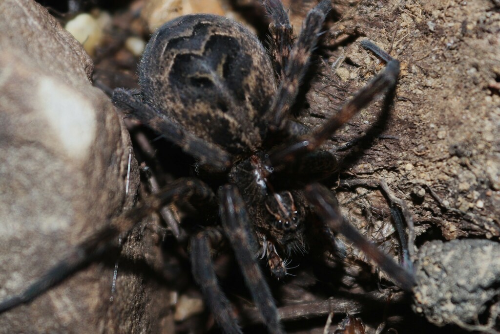 Striped Fishing Spider in June 2024 by brandonh1 · iNaturalist