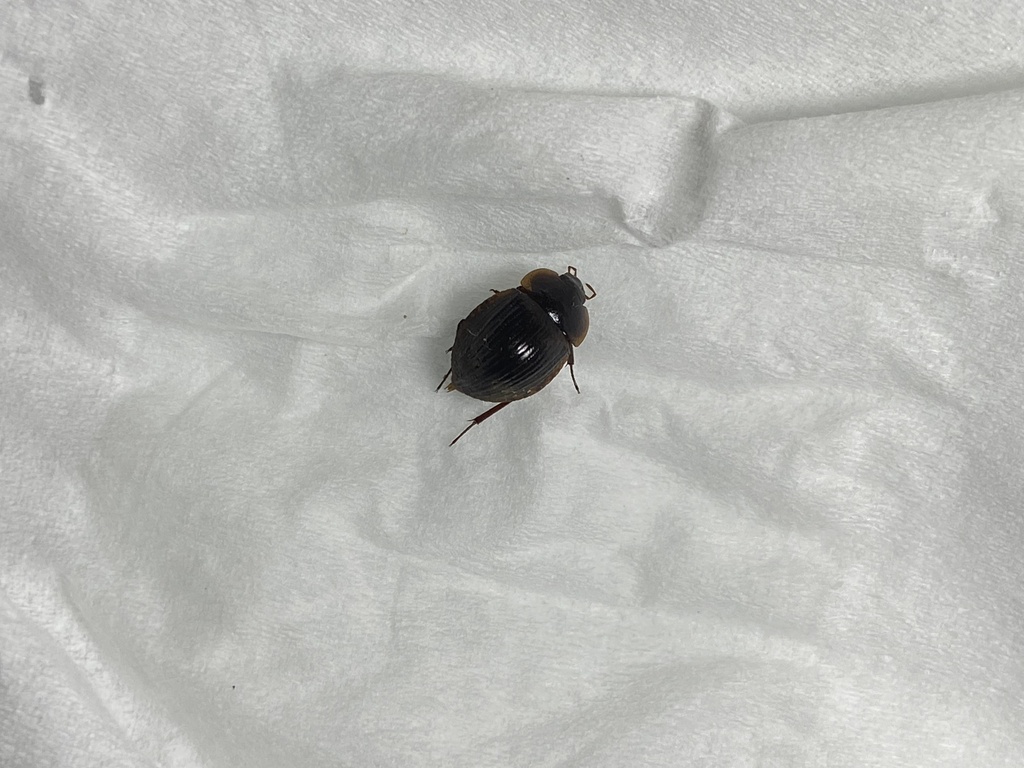 Sperchopsis tessellata from Orchard Brook Dr, Potomac, MD, US on March ...