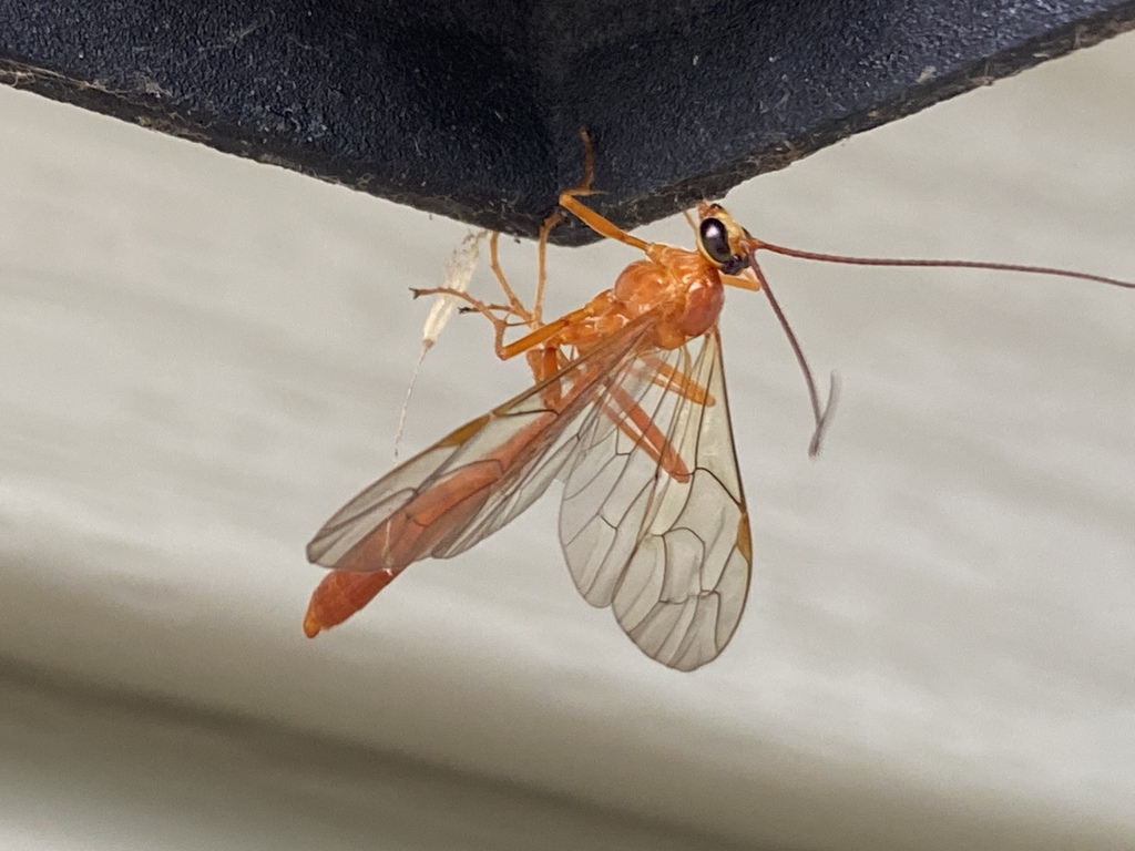 Netelia from Sweeney Rd, St. Marys, NB, CA on June 18, 2024 at 06:50 AM ...