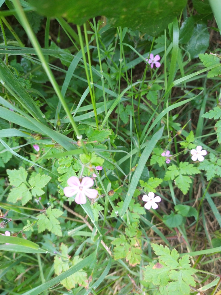Herb Robert from Saint Bees CA27 0BD, UK on June 18, 2024 at 03:04 PM ...