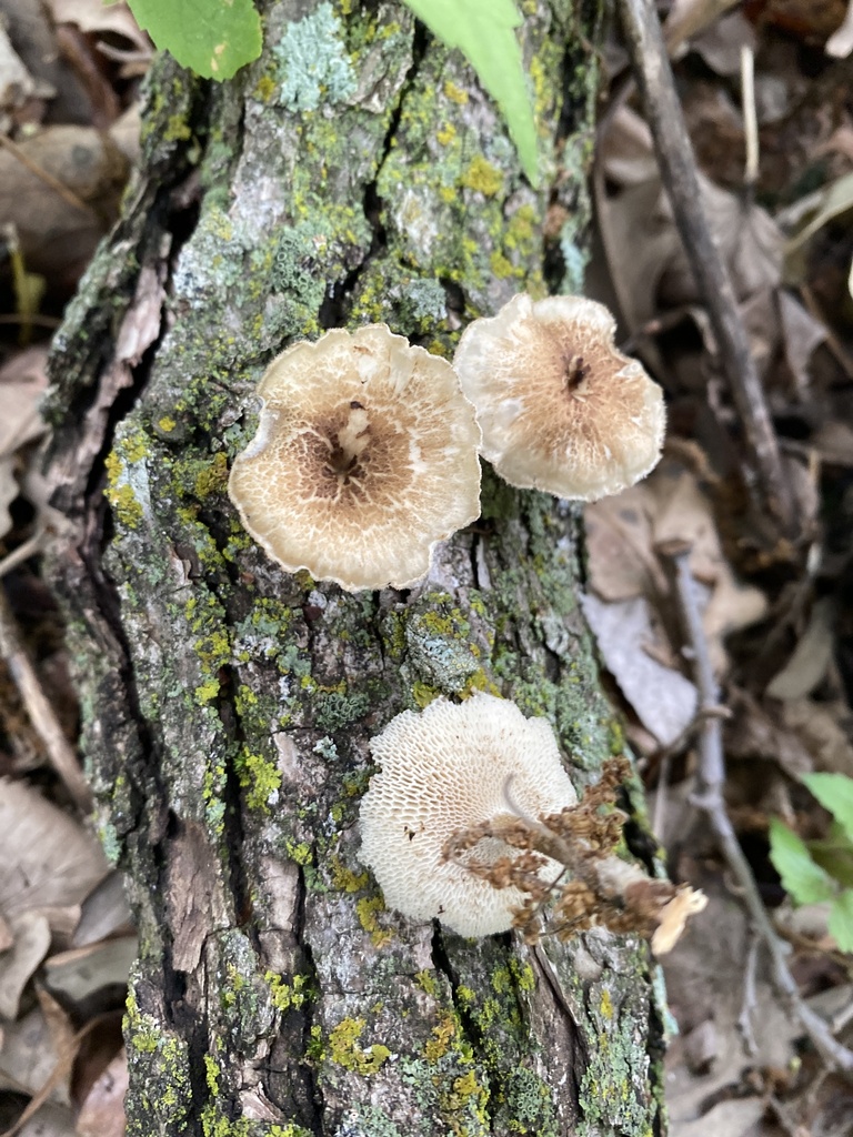 Spring Polypore from Niobrara National Scenic River, Brown County ...