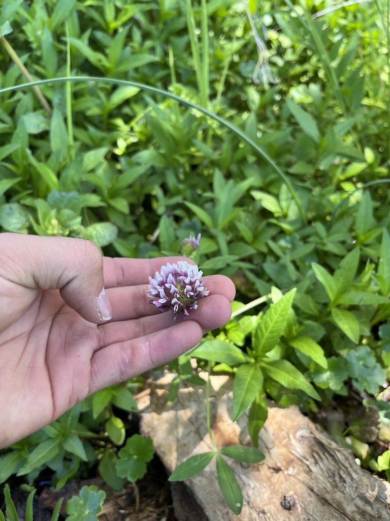 cusp clover in June 2024 by Matthew Mayer · iNaturalist