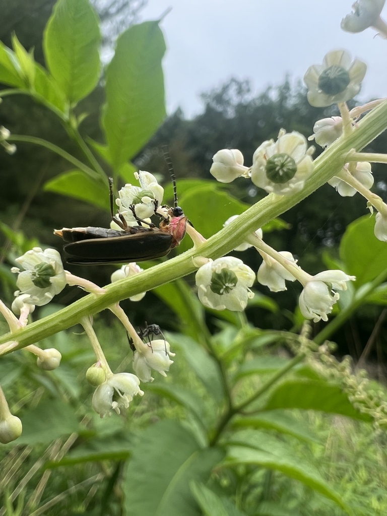 Common Eastern Firefly from E Devonshire Ct, Bloomington, IN, US on ...