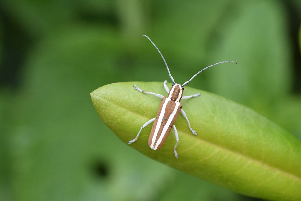 Round-headed Apple Tree Borer from Smyth County, VA, USA on June 18 ...