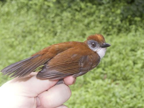 Subspecies Alethe diademata castanea · iNaturalist