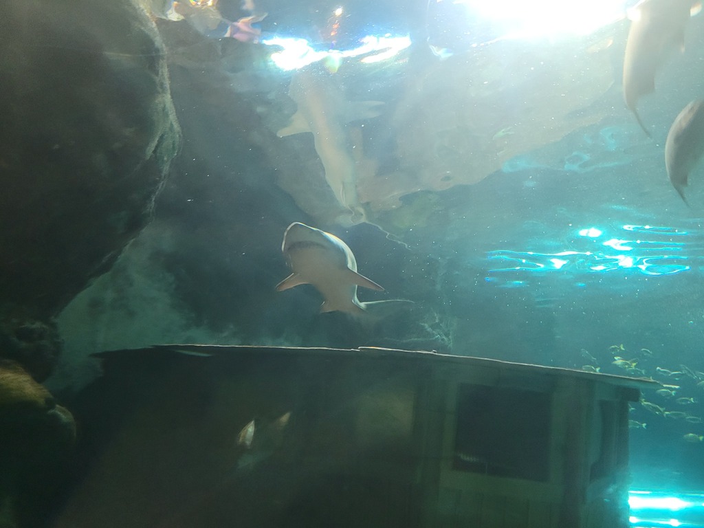 Sand Tiger Shark from 88 River Rd, Gatlinburg, TN 37738, USA on June 6 ...
