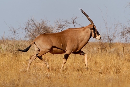 Fringe-eared Oryx (Subspecies Oryx beisa callotis) · iNaturalist