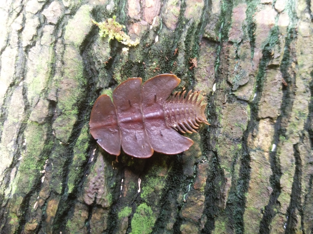 Platerodrilus foliaceus from Tumbang Olong II, Uut Murung, Murung Raya ...