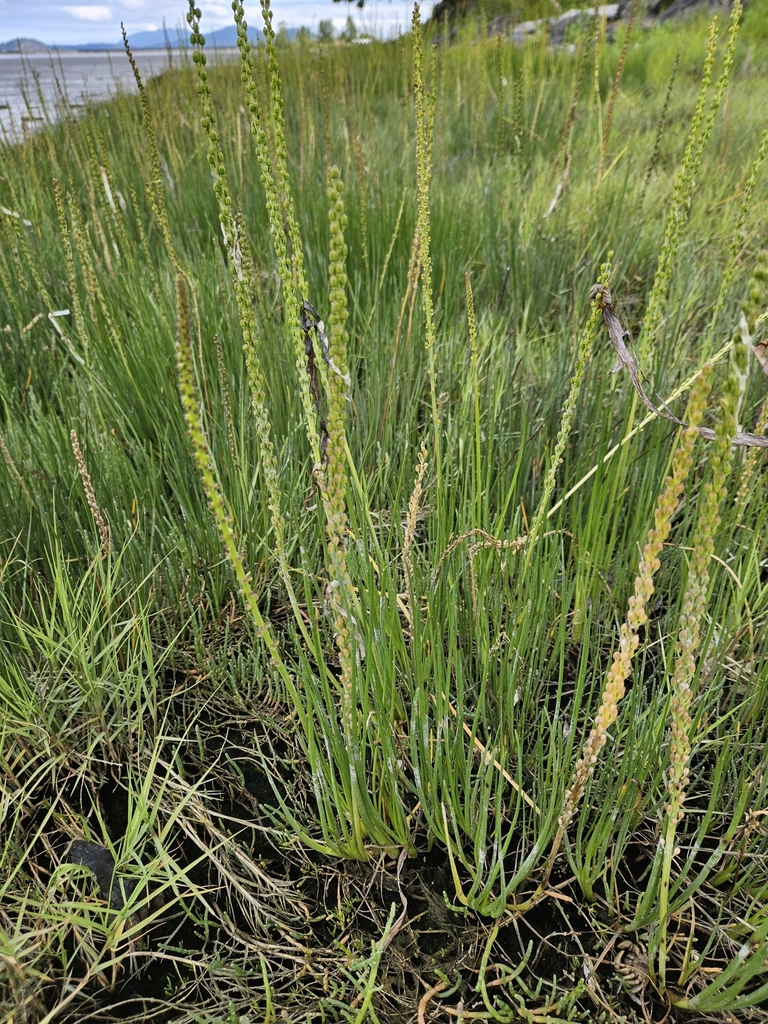 common arrowgrass from Anacortes, WA, USA on June 18, 2024 at 12:24 PM ...