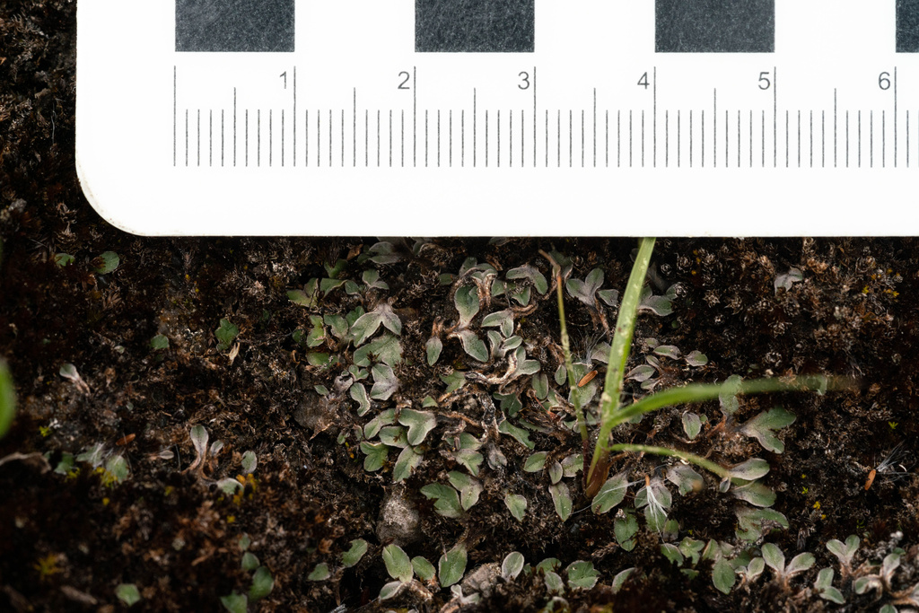 Riccia macallisteri in June 2024 by Mark. Large, channeled thalli. Thin ...