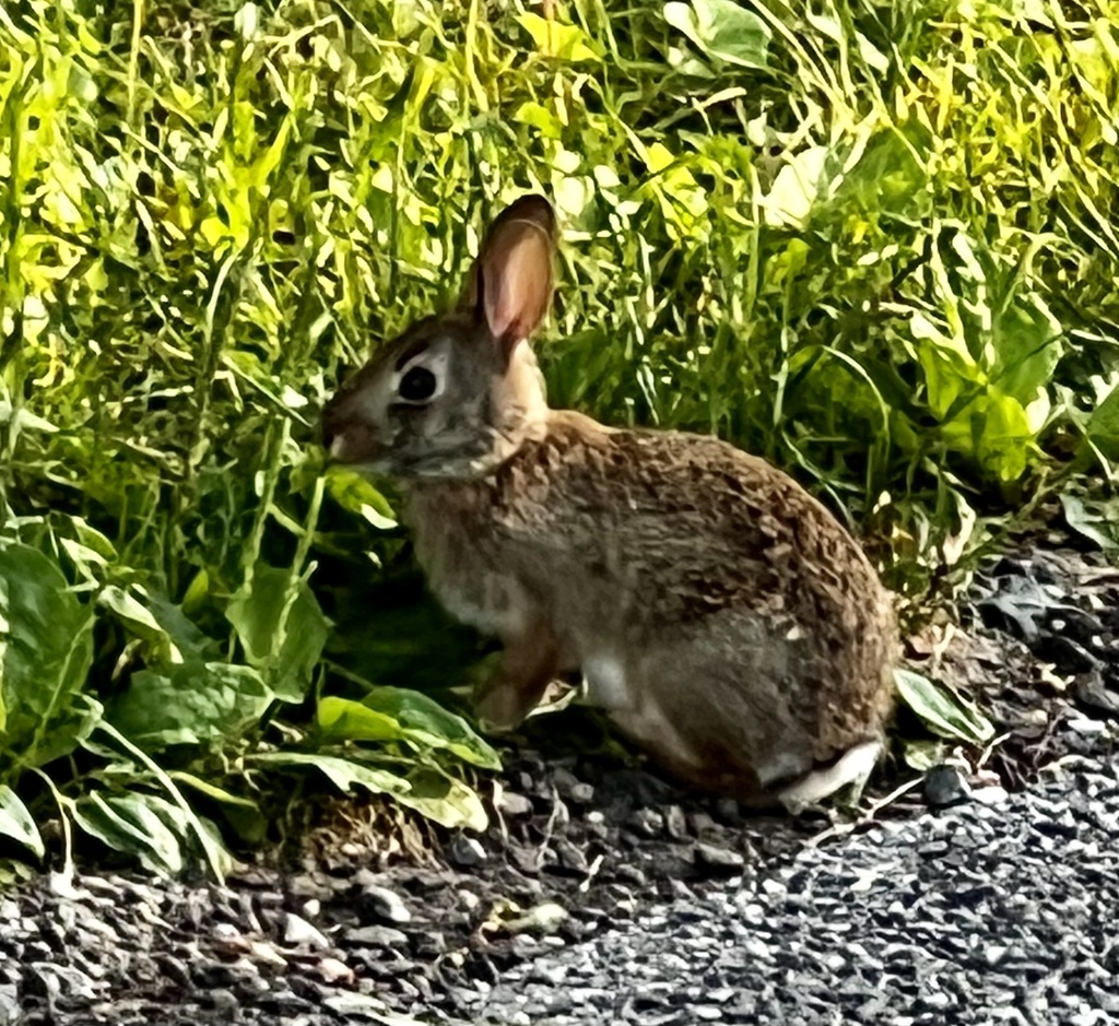 Eastern Cottontail from Acacia Rd, Port Republic, MD, US on June 16 ...
