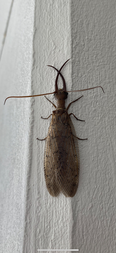 perro de agua pálido desde Papantla, Ver., MX el 18 de junio de 2024 a ...