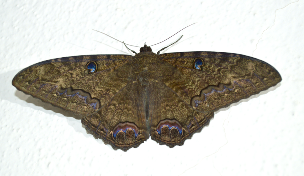 Black Witch from Bellaggio, FL 33467, USA on June 18, 2024 at 11:47 AM ...